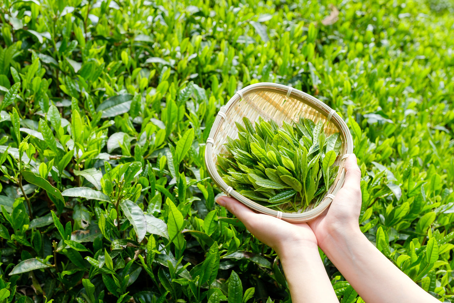 What is Sencha, Tencha, and Bancha? A Guide to Japanese Green Tea Vari ...