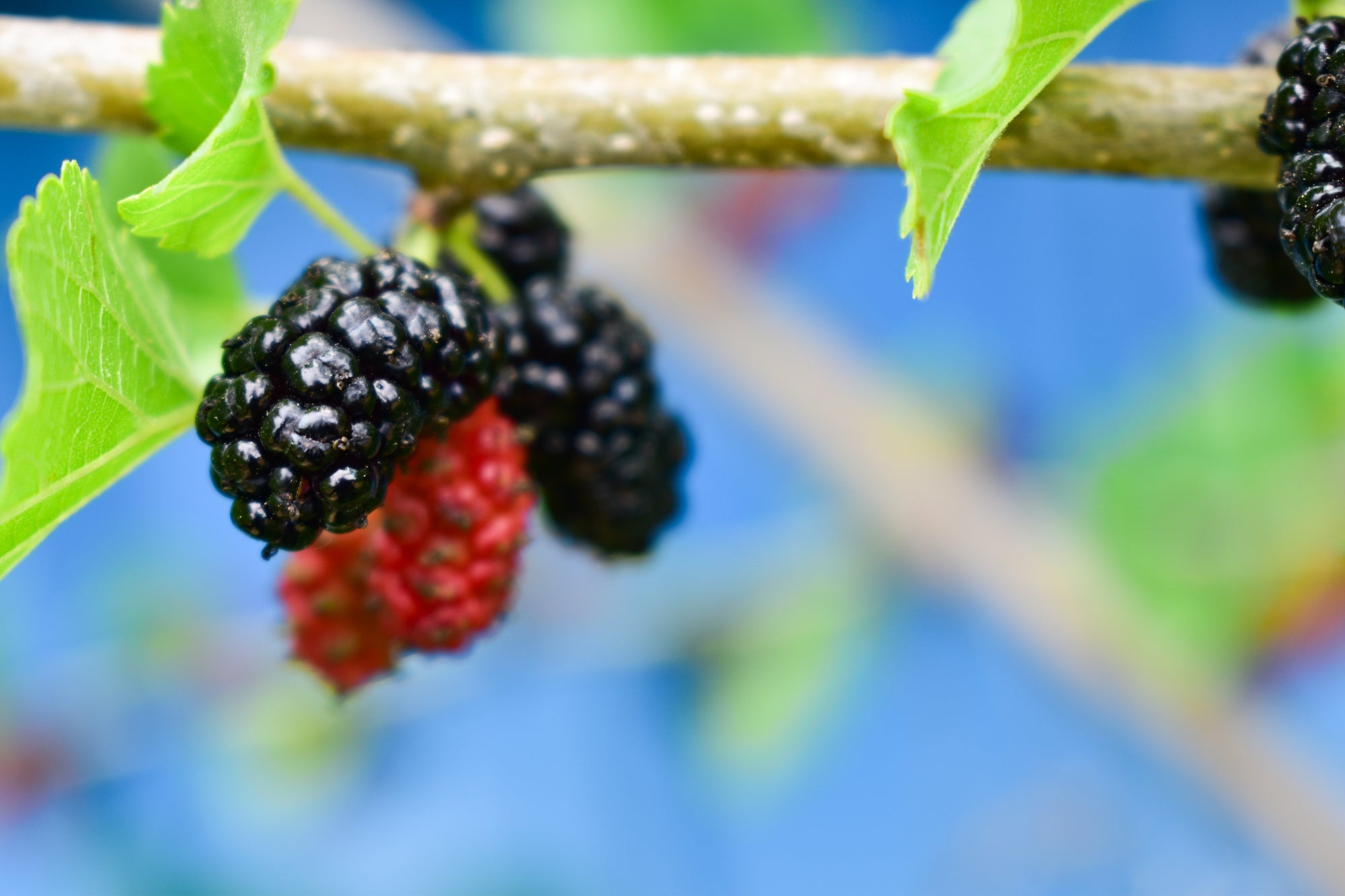 An Introduction to Kuwacha: Japan's Mulberry Leaf Tea – YEDOENSIS